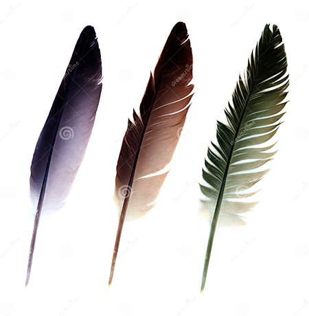 Three feathers stock image. Image of isolated, background - 47072005
