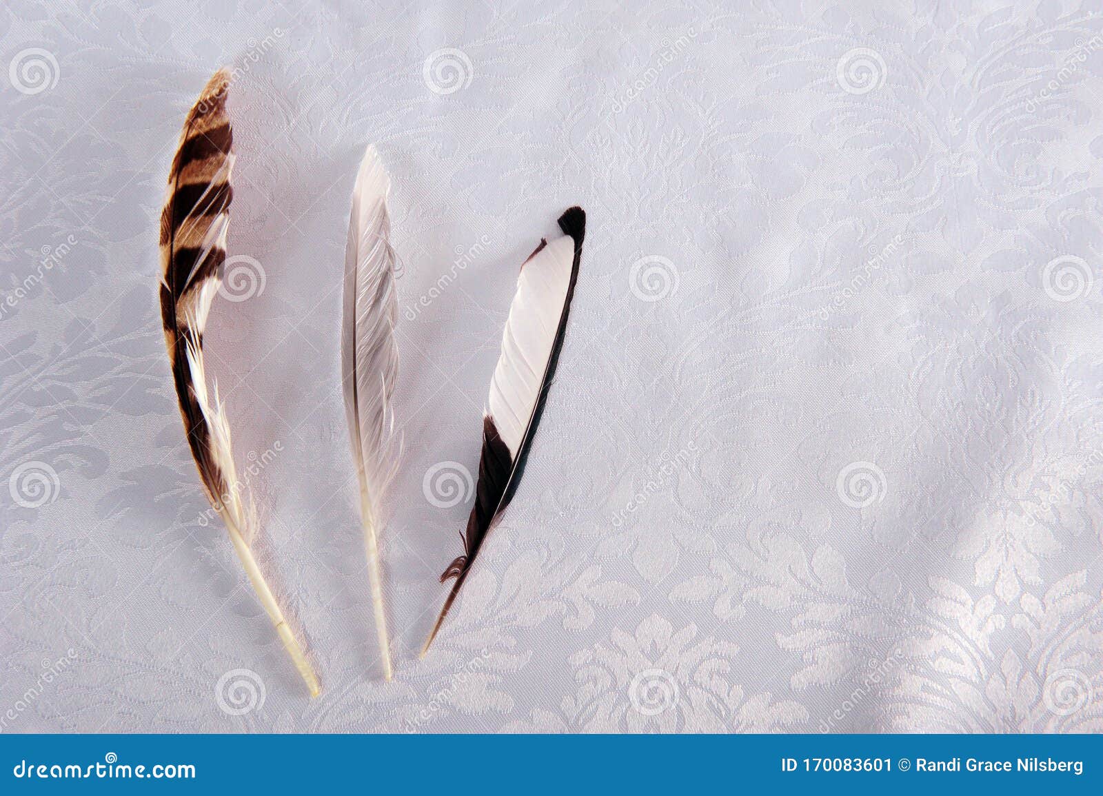 Three Feathers to the Left stock image. Image of isolated - 170083601