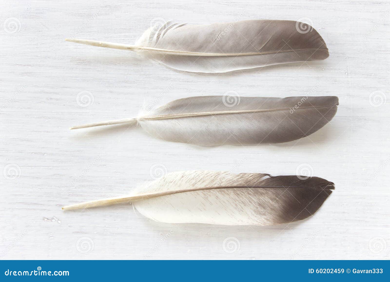 Three feathers stock image. Image of concept, feather - 60202459