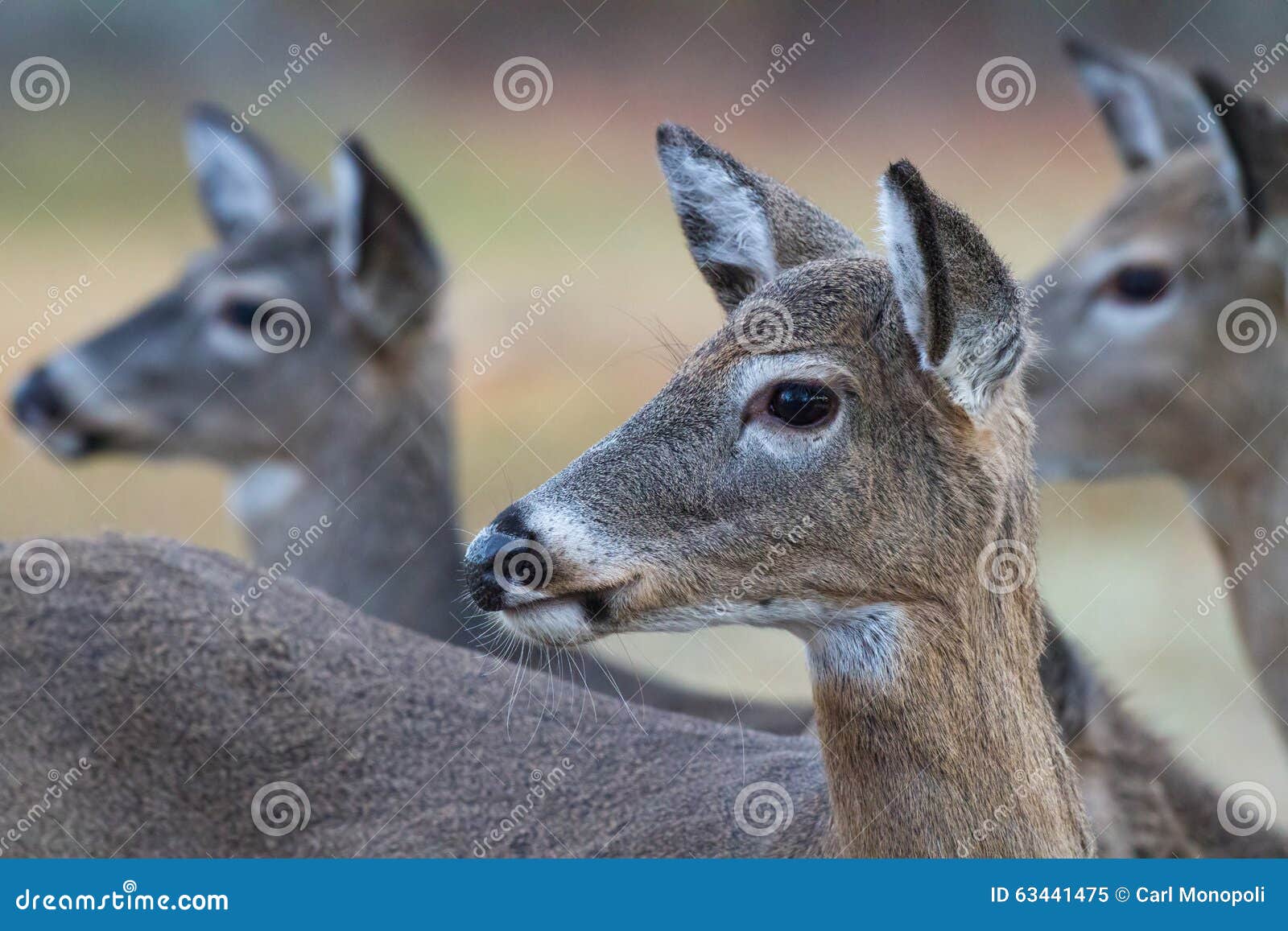 Three female deer stock image. Image of deer, distance - 63441475