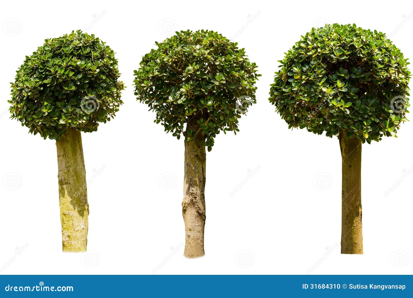 Three ficus tree stock photo. Image of green, hardy, leaves - 31684310