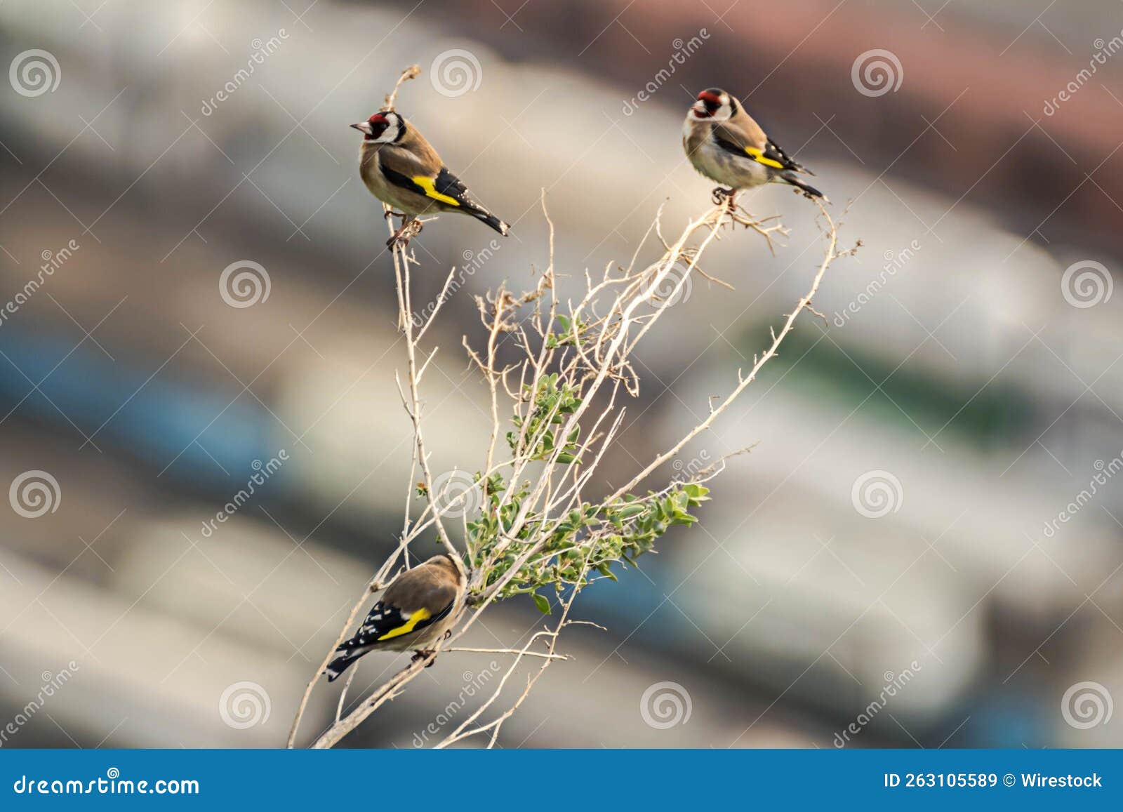 Three finches on a branch stock image. Image of summer - 263105589