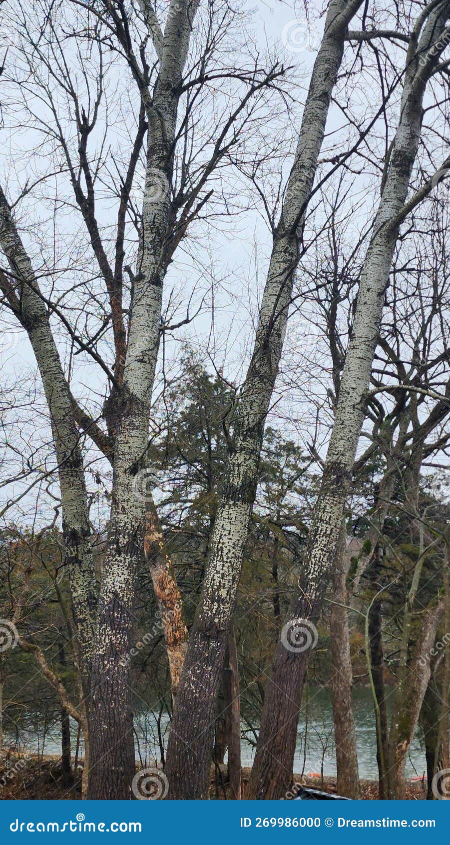 Three finger trees stock photo. Image of autumn, branch - 269986000