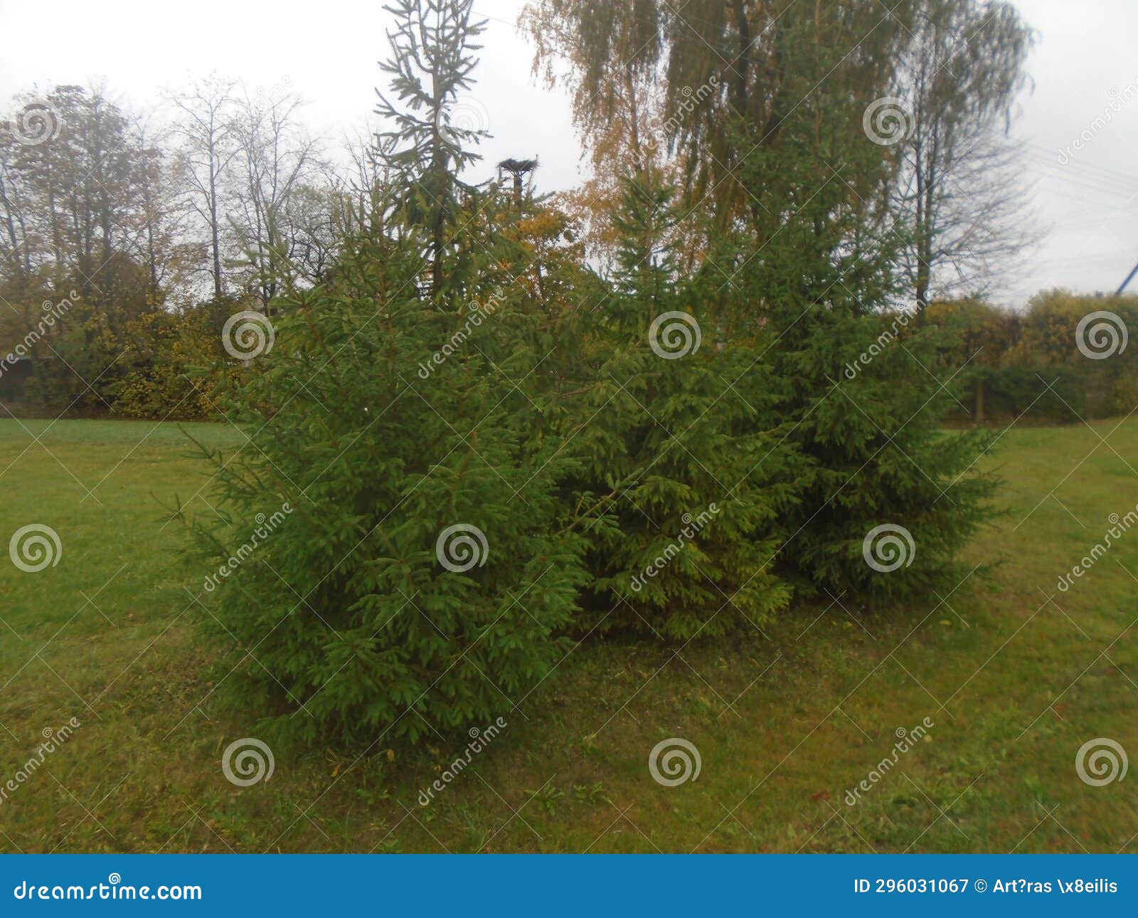 Three fir trees stock image. Image of larch, meadow - 296031067