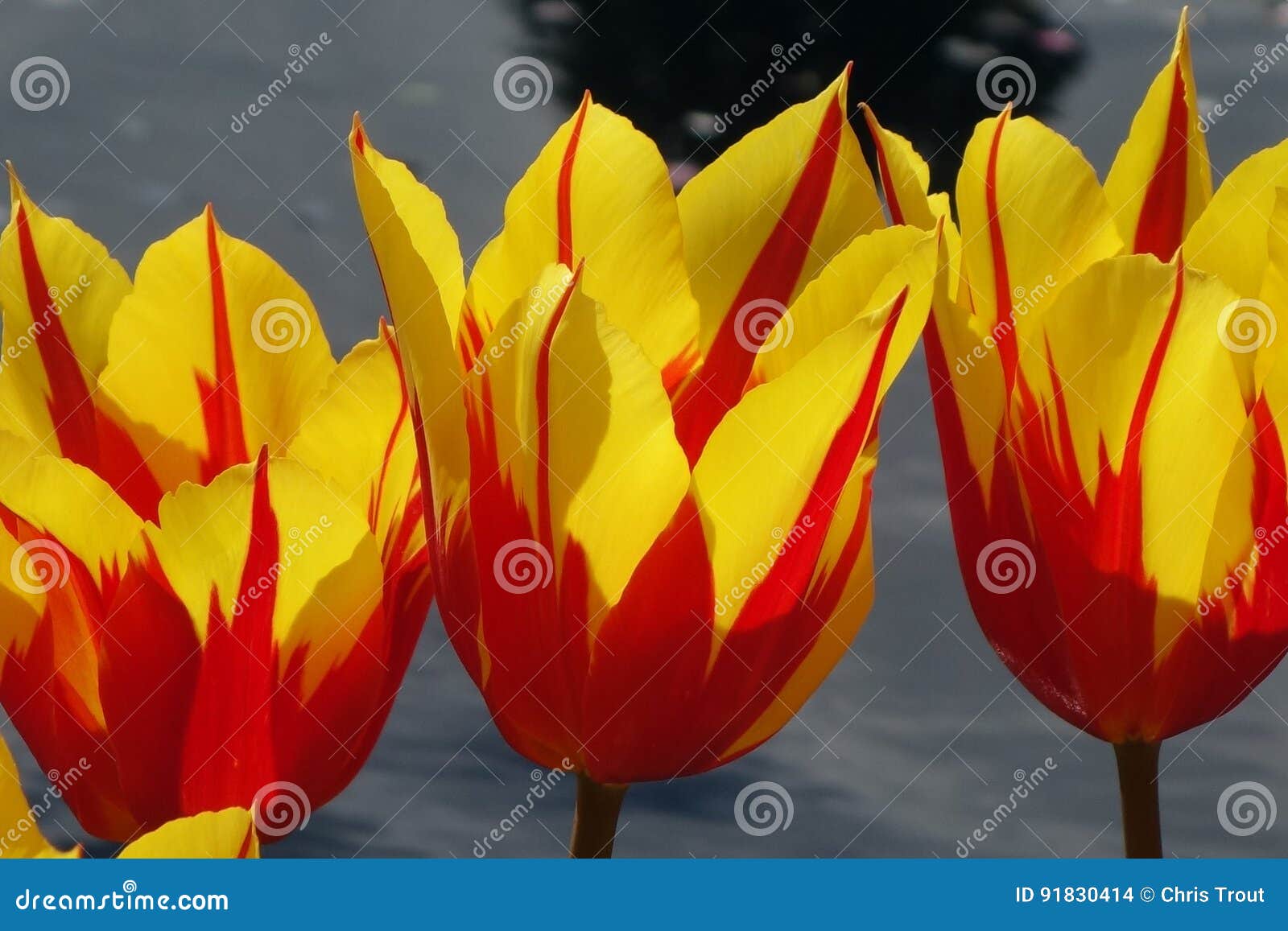 Three Fire Wing Tulips stock photo. Image of skagit, flora - 91830414
