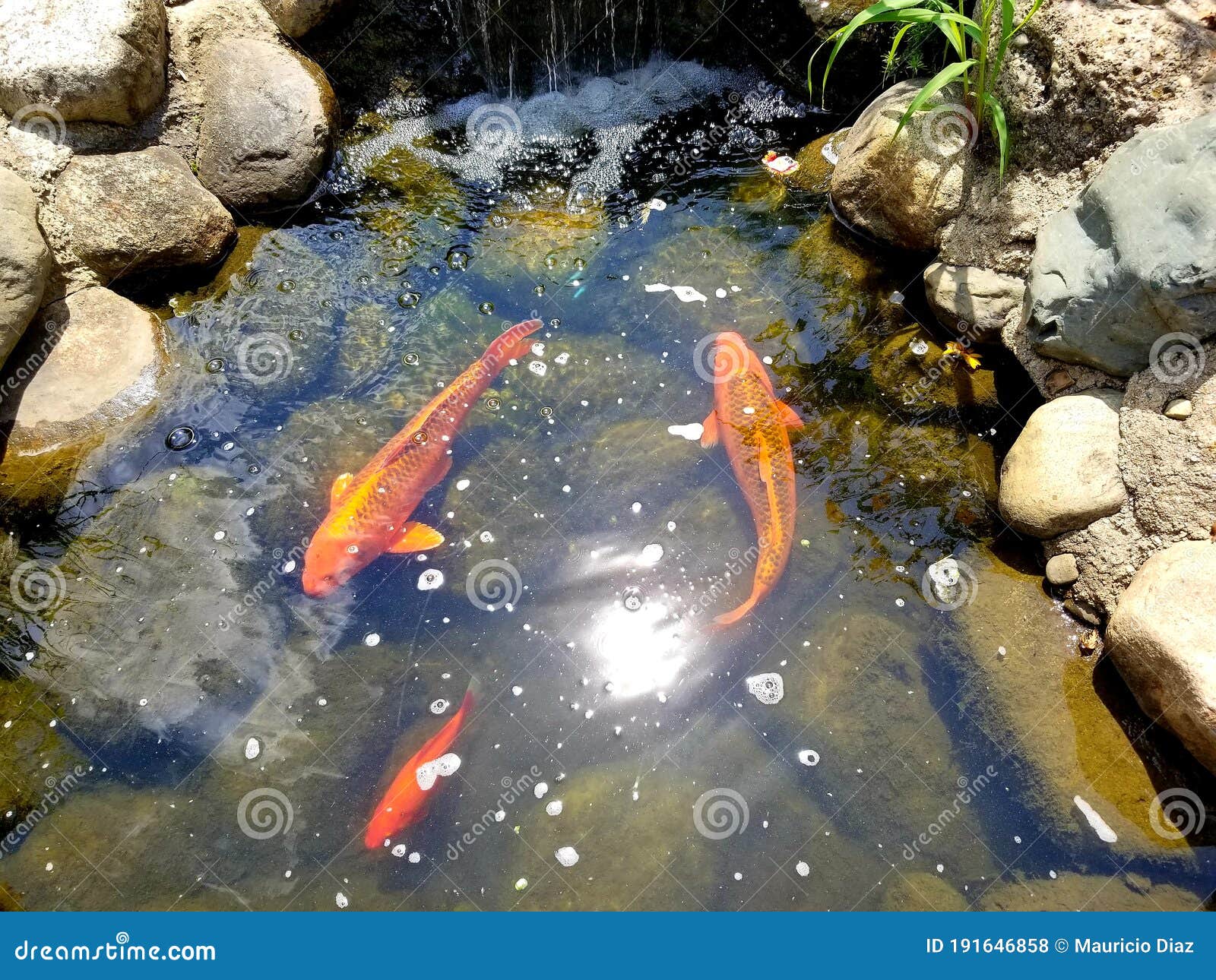 Three Fish Friendly Swimming Stock Photo - Image of water, fish: 191646858