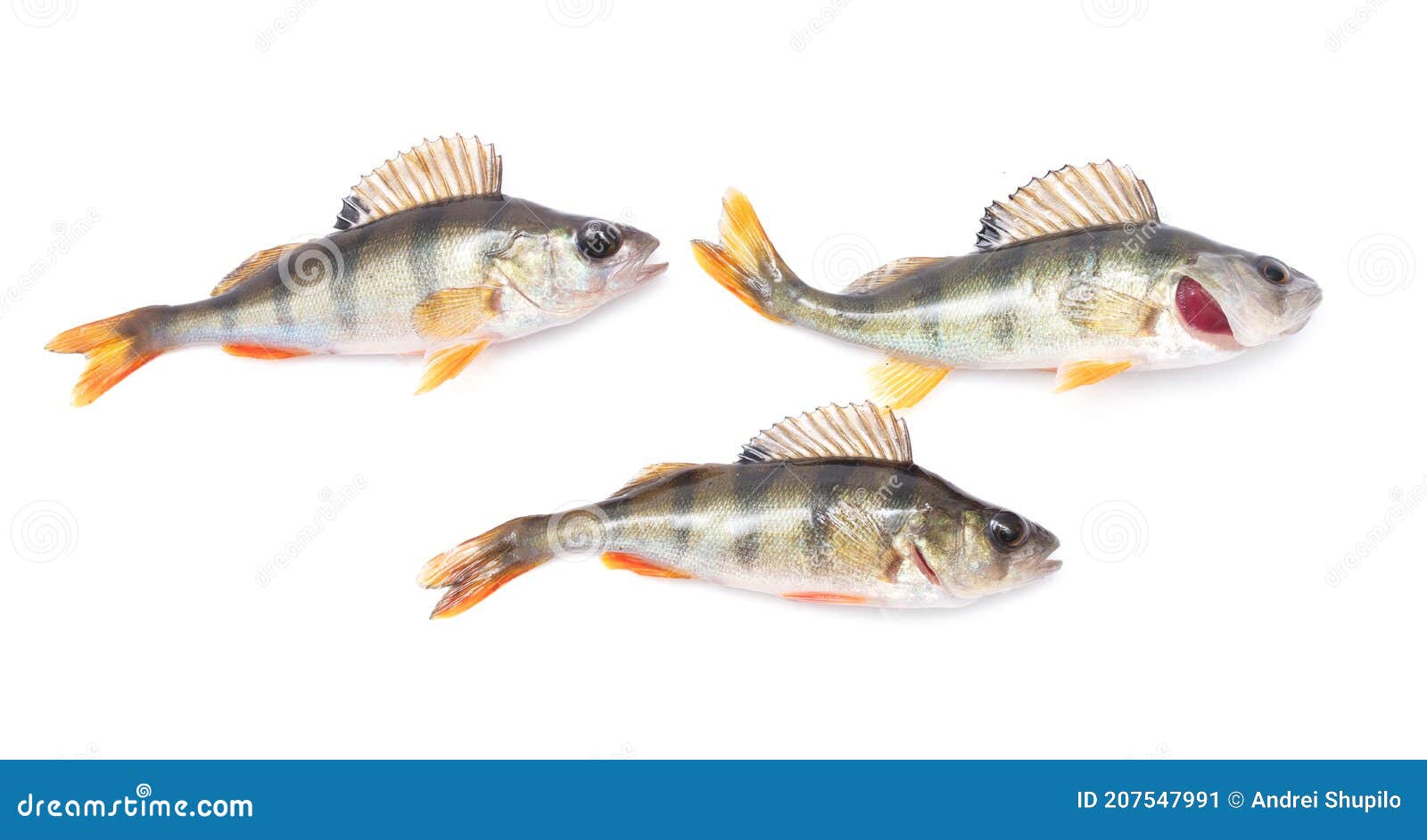 Three Fish Perch Isolated on White Stock Image - Image of mouth, head ...