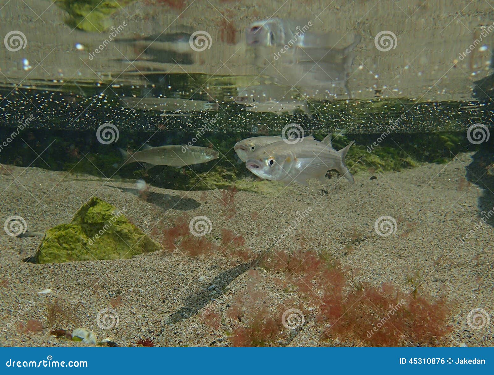 Three fish in the sea stock photo. Image of fish, animal - 45310876
