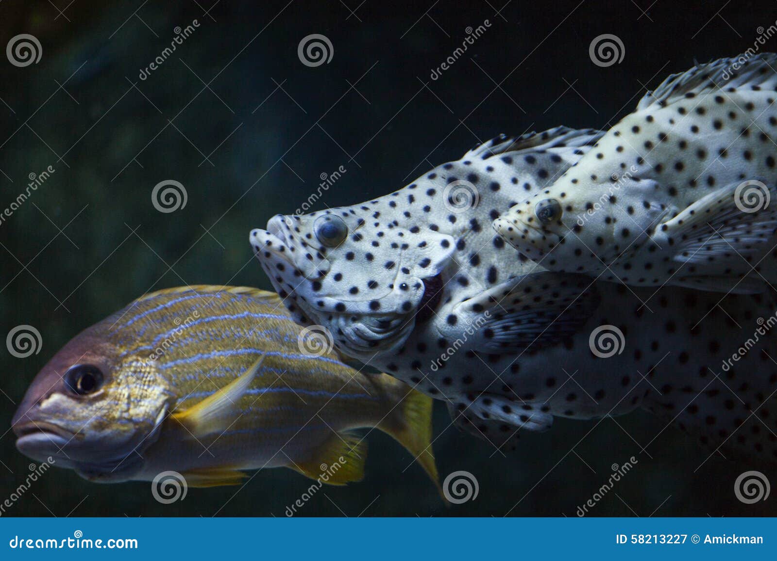 Three fish stock image. Image of travel, animal, ocean - 58213227