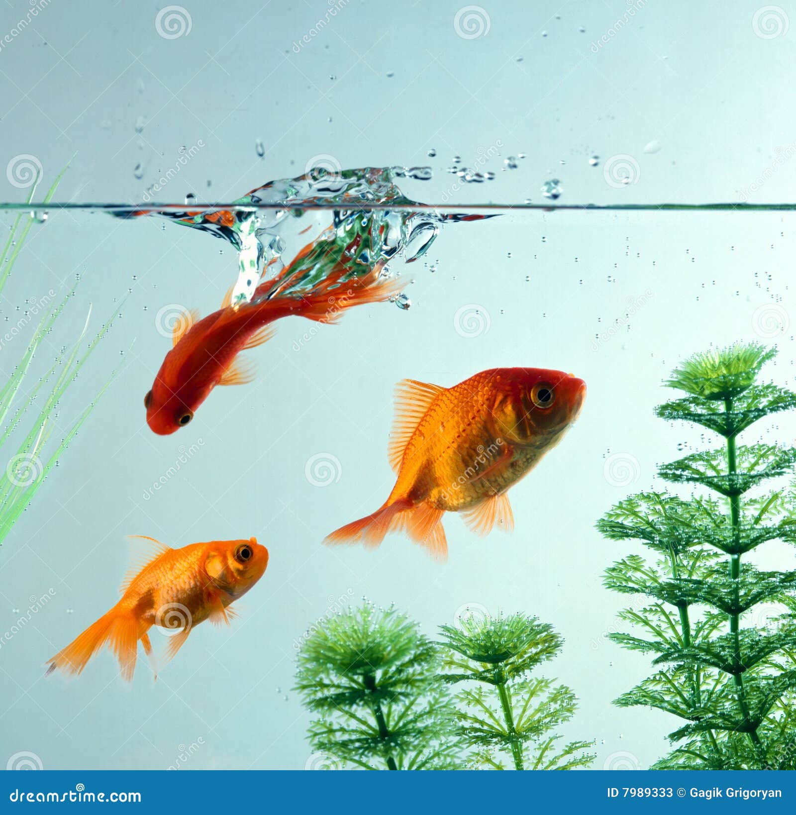 Three fishes stock image. Image of wildlife, circle, home - 7989333