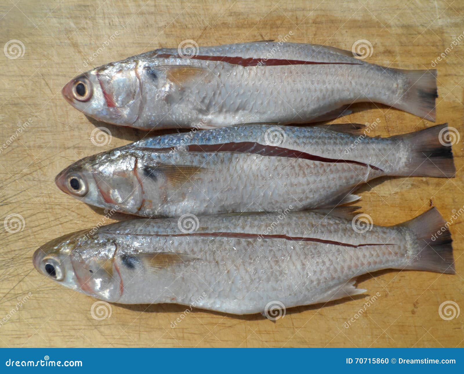 Three fishes stock photo. Image of healthy, fish, natural - 70715860