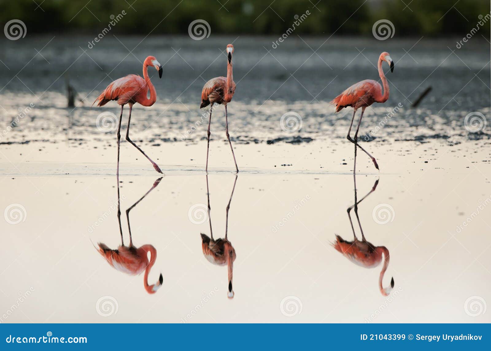 Three flamingos. stock image. Image of caribbean, avian - 21043399
