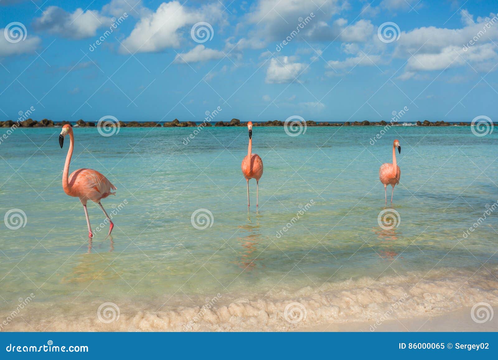 Three Flamingos on the Beach Stock Image - Image of nature, horizon ...