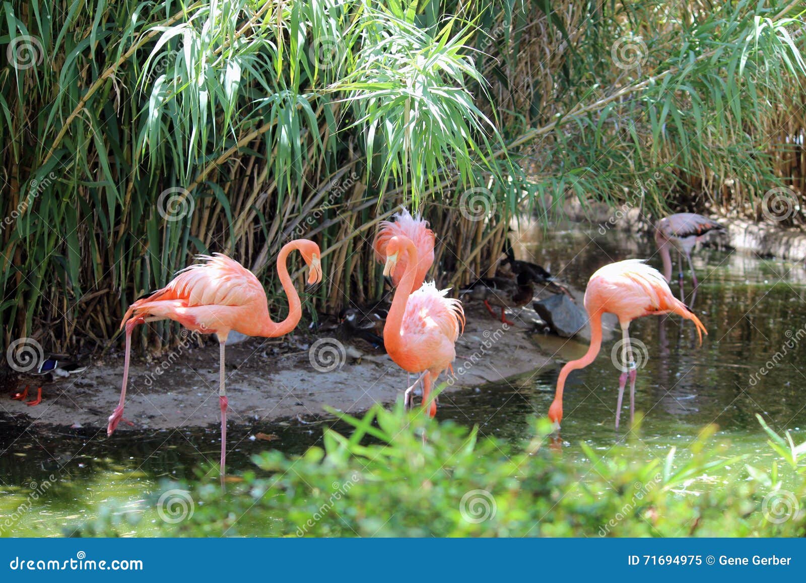 The Three Flamingos stock image. Image of pond, plants - 71694975