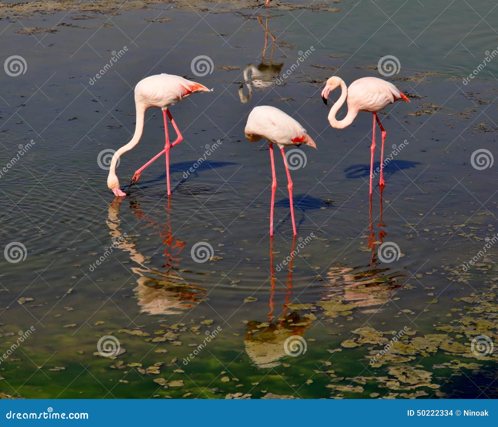 Three Flamingos Reflected in Water, Creating Circular Water Wave Stock ...