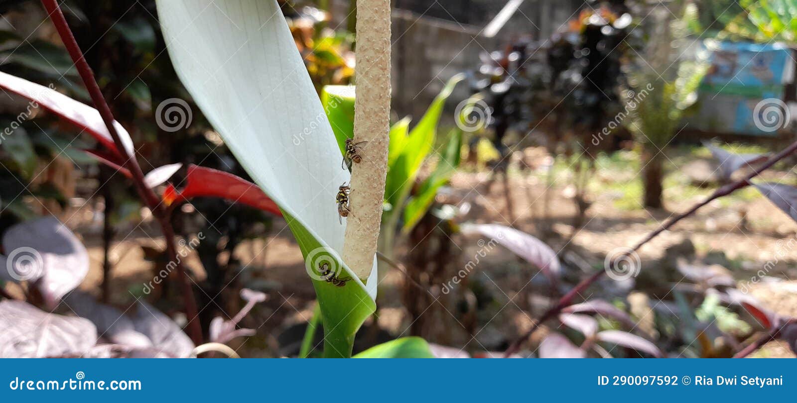 Three Flies are Enjoying the Plants during the Day Stock Photo - Image ...