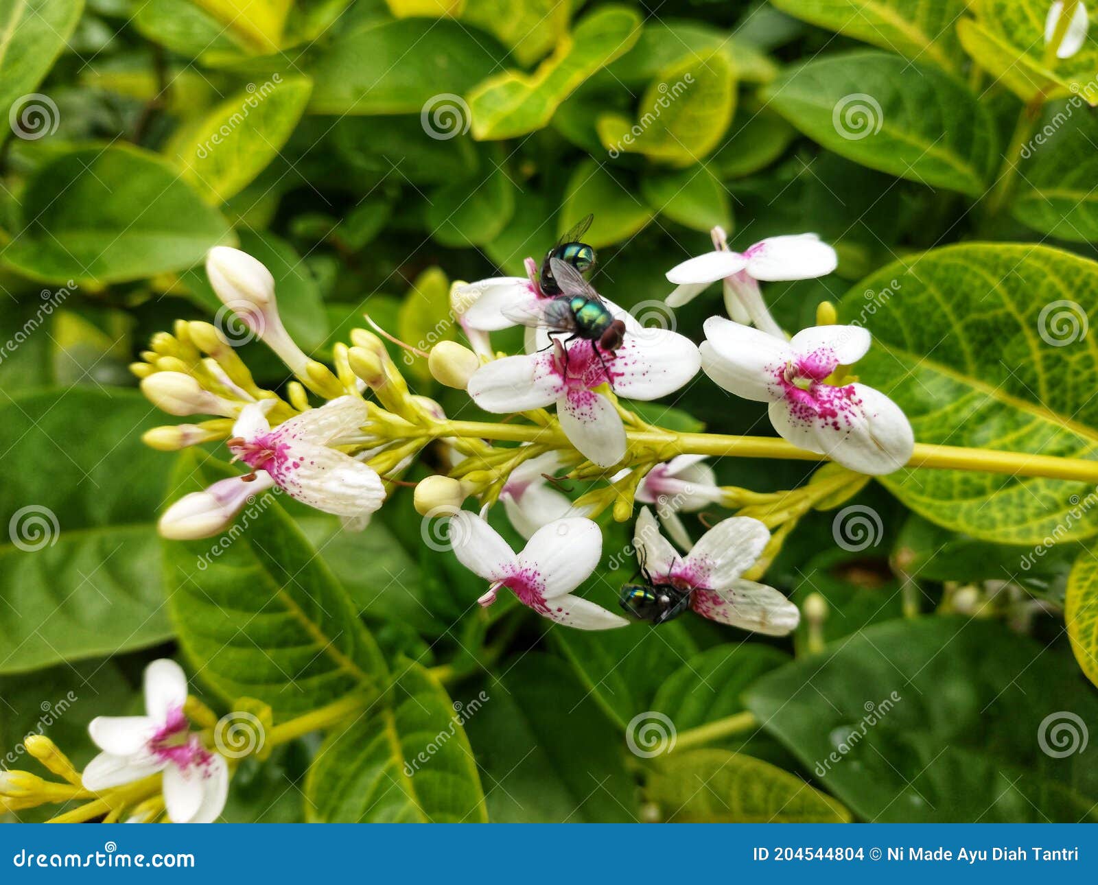 Three flies on a flower stock photo. Image of shrub - 204544804
