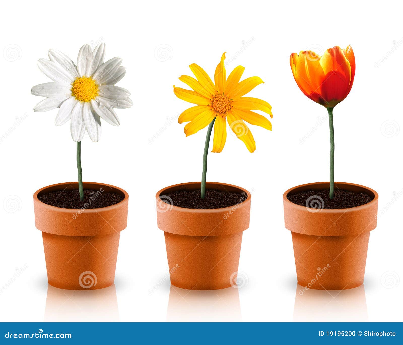 Three flower stock illustration. Illustration of close - 19195200