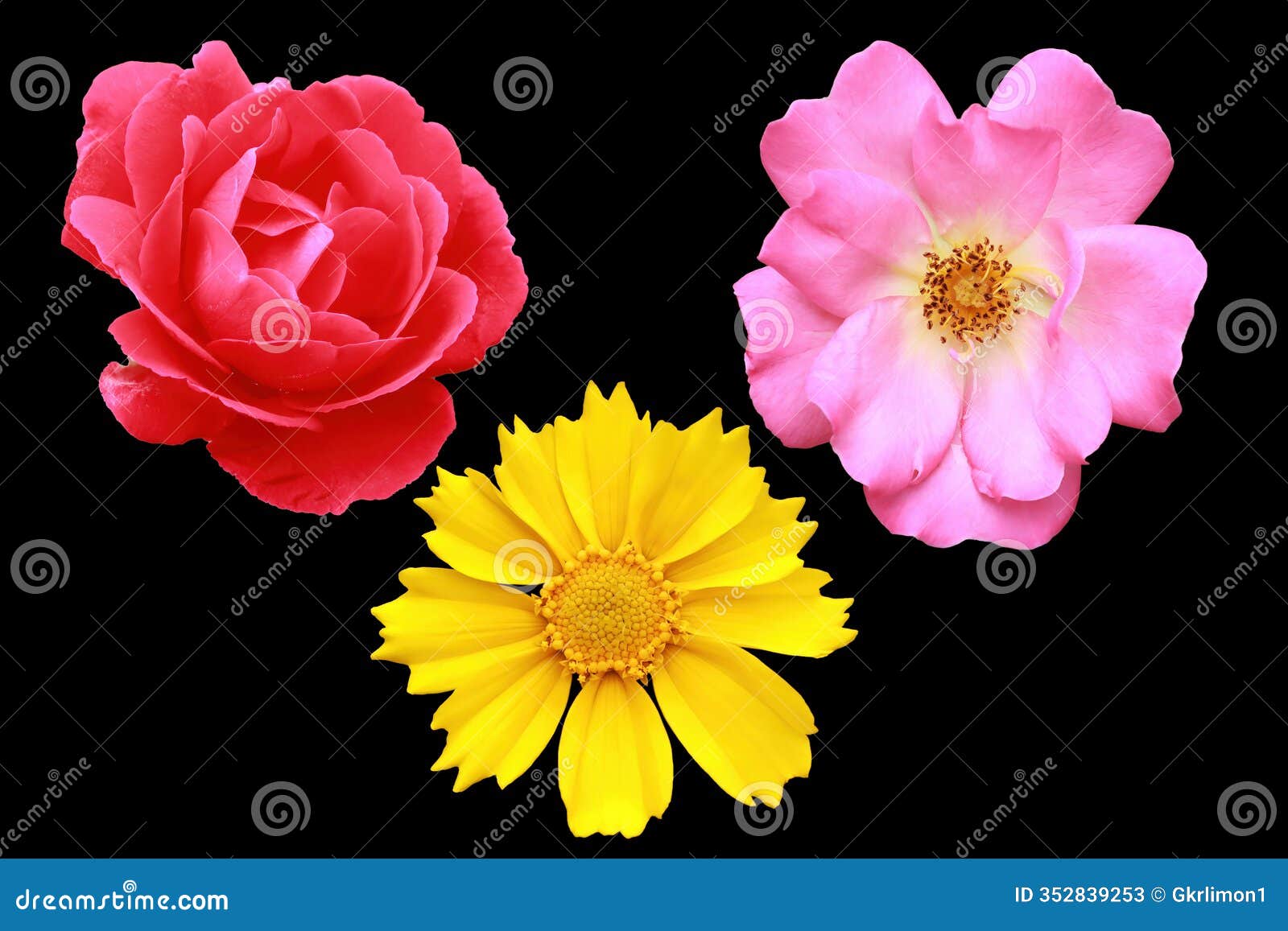 Three Flower Buds on a Black Background. for a Collage. There is an ...