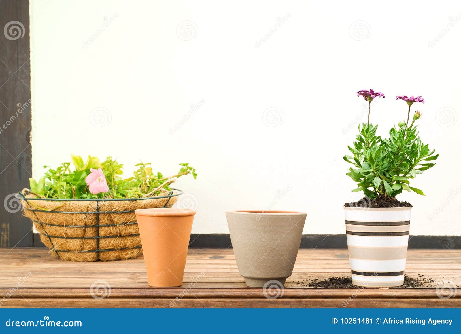 Three Flower Pots in a Row stock image. Image of growing - 10251481