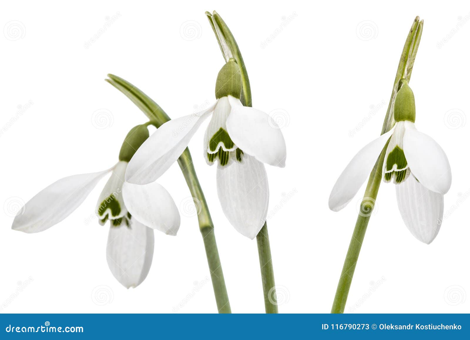 Three Flower of Snowdrop Isolated on White Background Stock Image ...