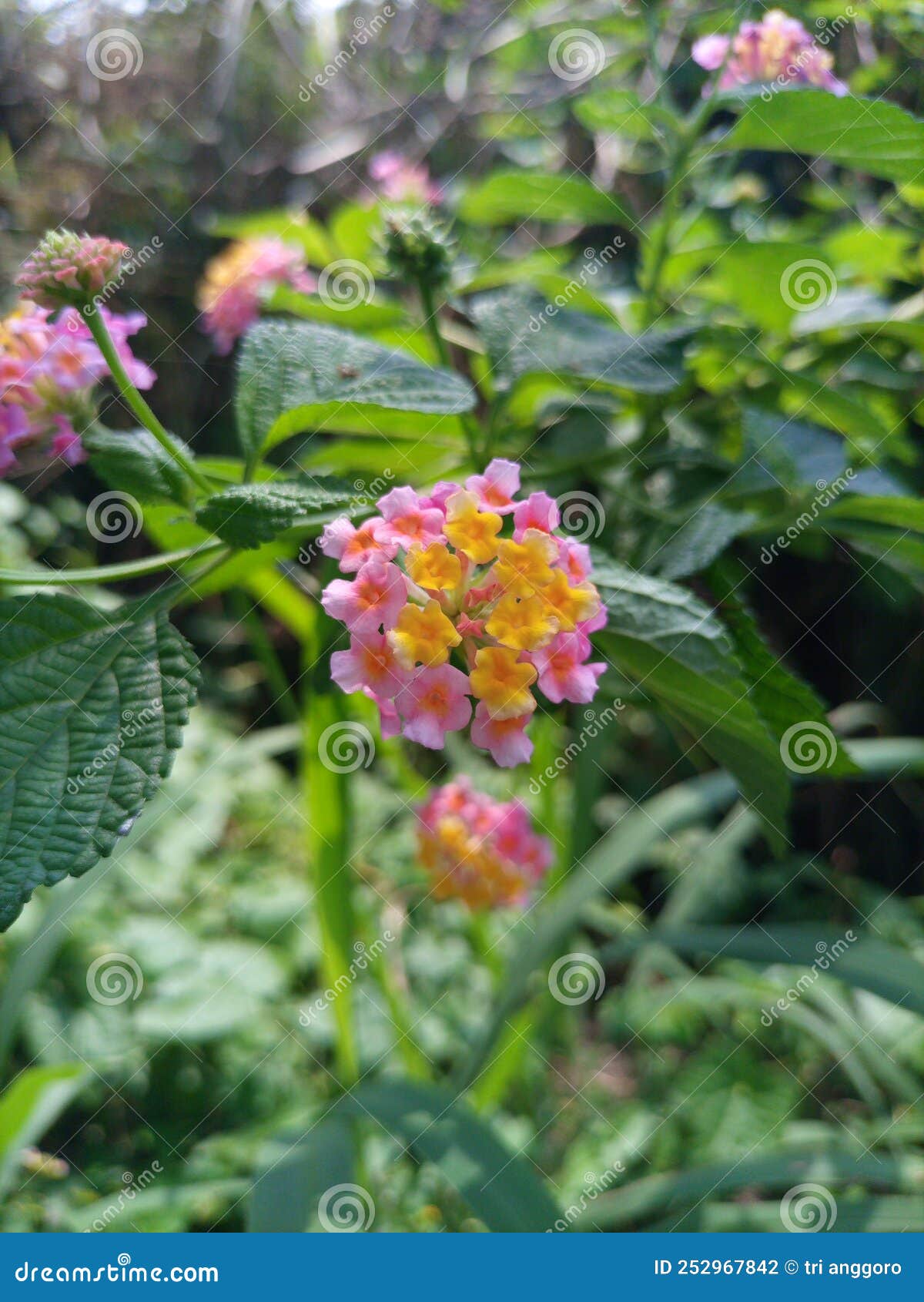Flower Stalks during the Day Stock Photo - Image of herb, tree: 252967842