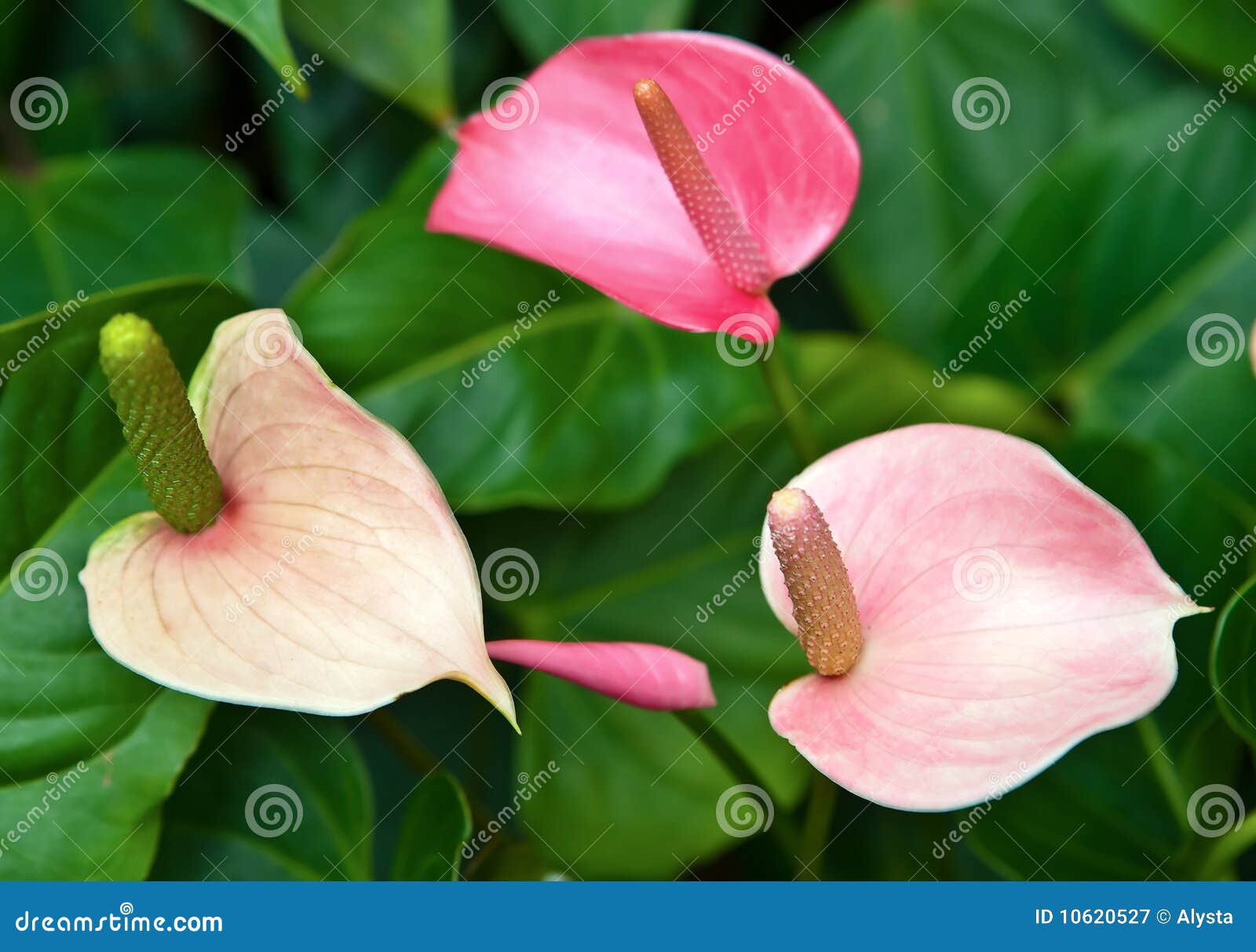 Three Flowers stock image. Image of pink, plants, leaf - 10620527