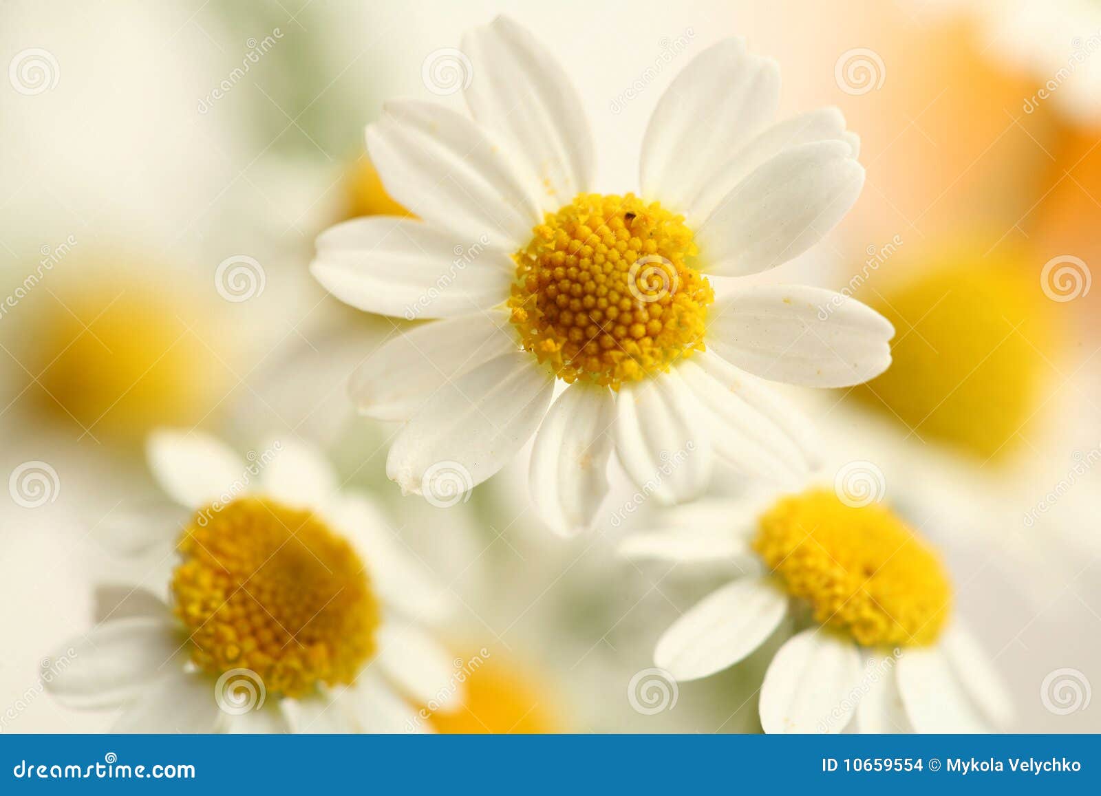 Three flowers stock photo. Image of three, plant, white - 10659554