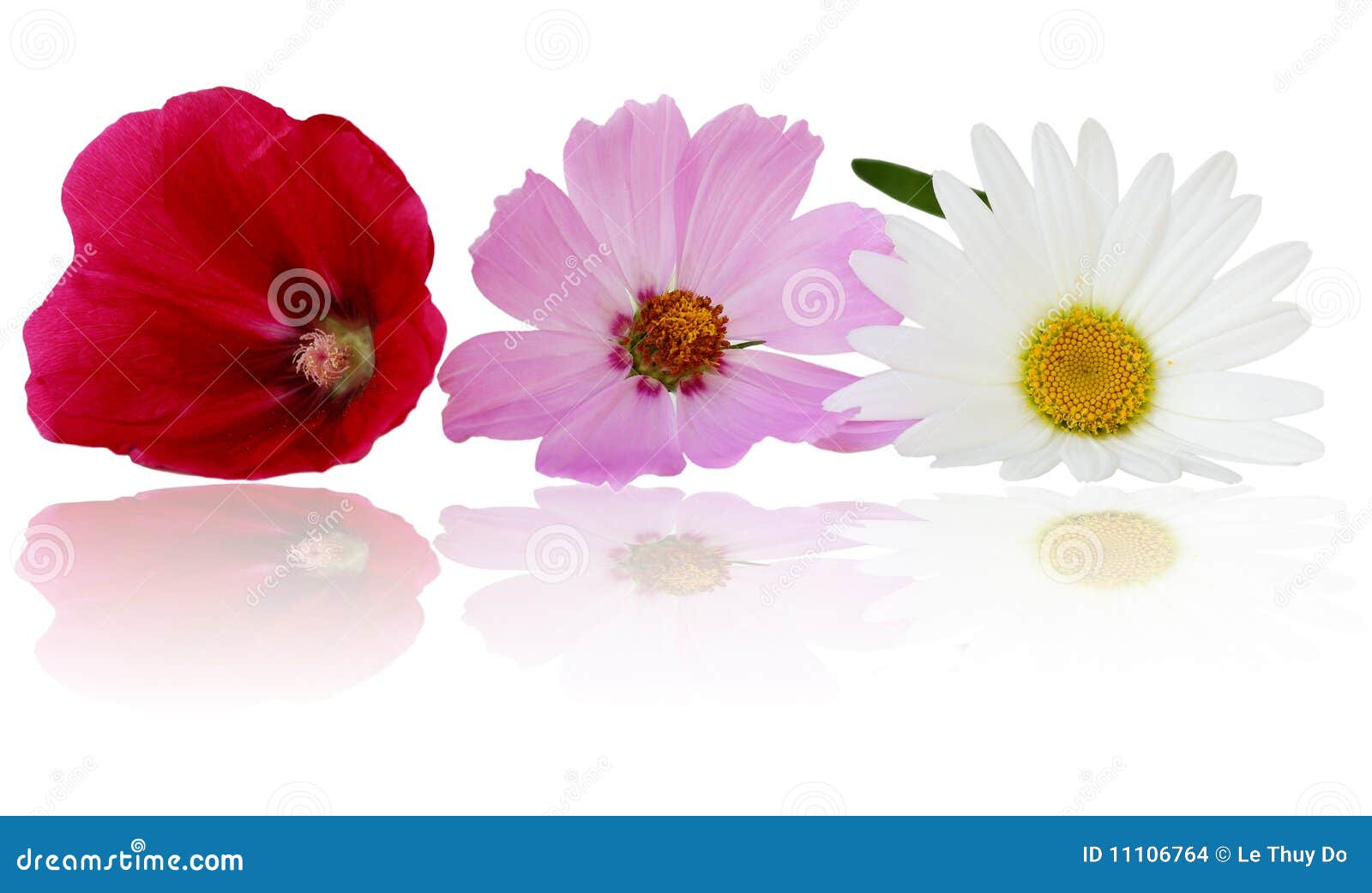 Three Flowers stock photo. Image of leaf, green, daisy - 11106764