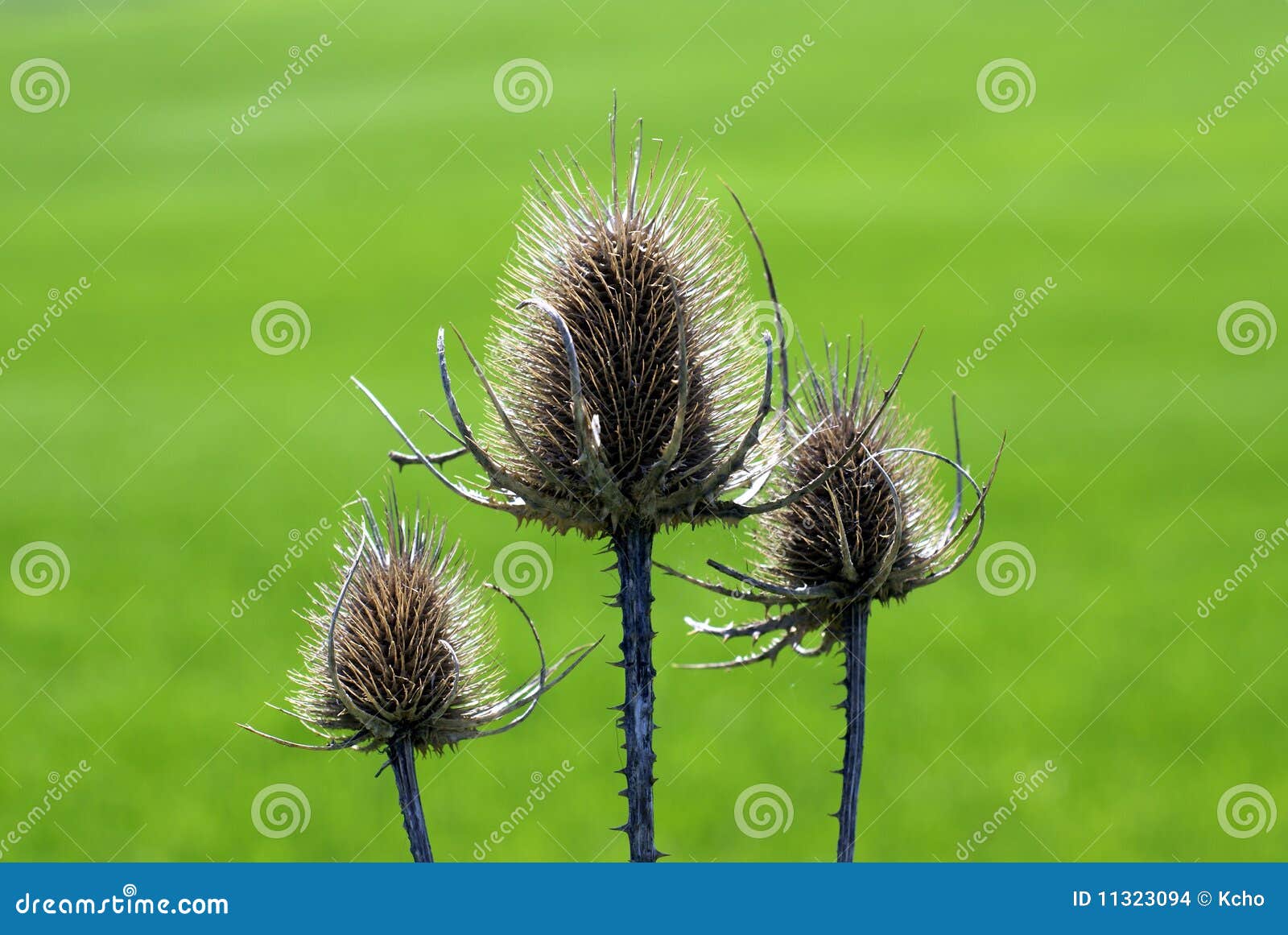 Three flowers stock photo. Image of details, elvatic - 11323094