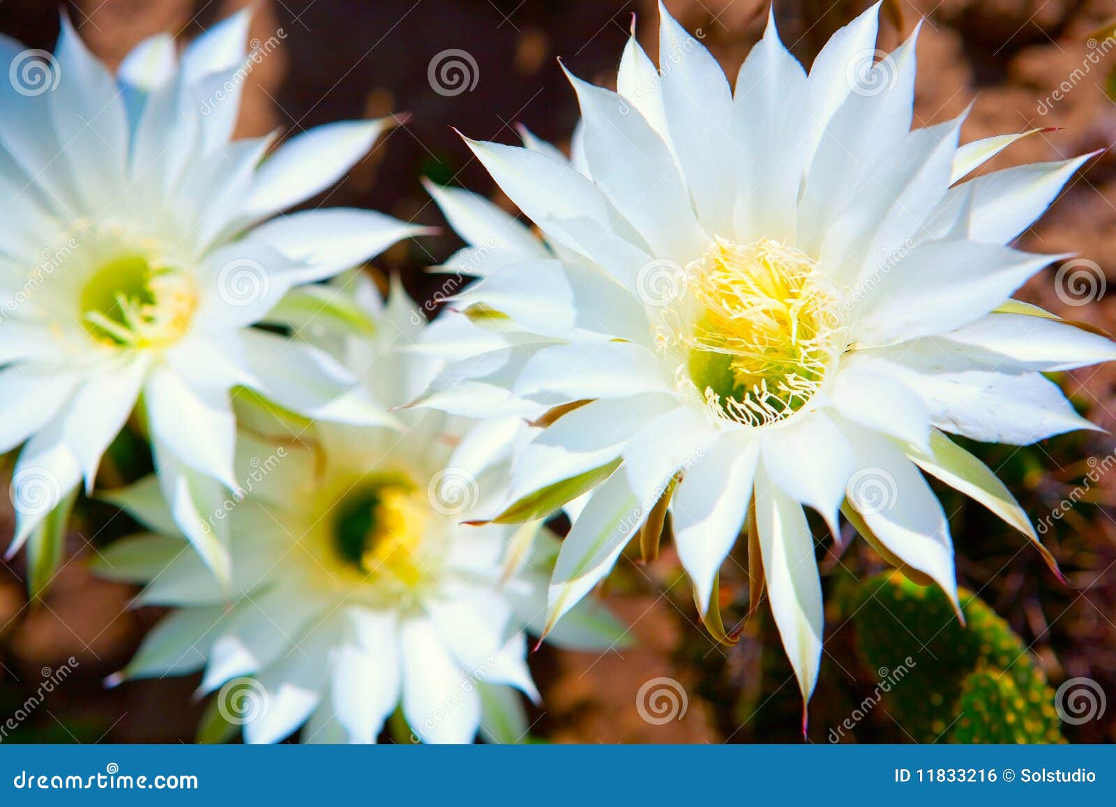 Three flowers stock photo. Image of botany, needle, plant - 11833216