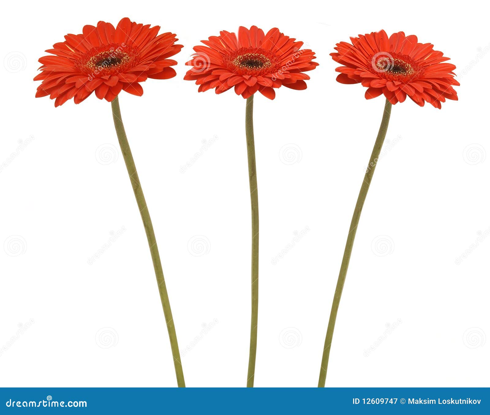 Three flowers stock image. Image of bright, gerbera, close - 12609747