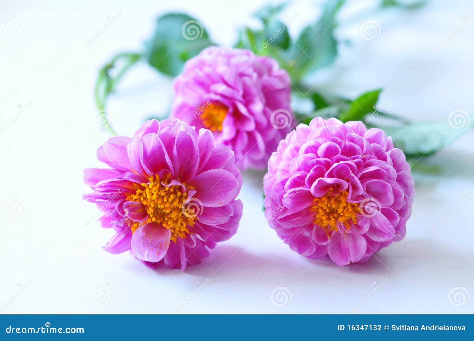 Three flowers stock photo. Image of flower, bouquet, abstraction - 16347132