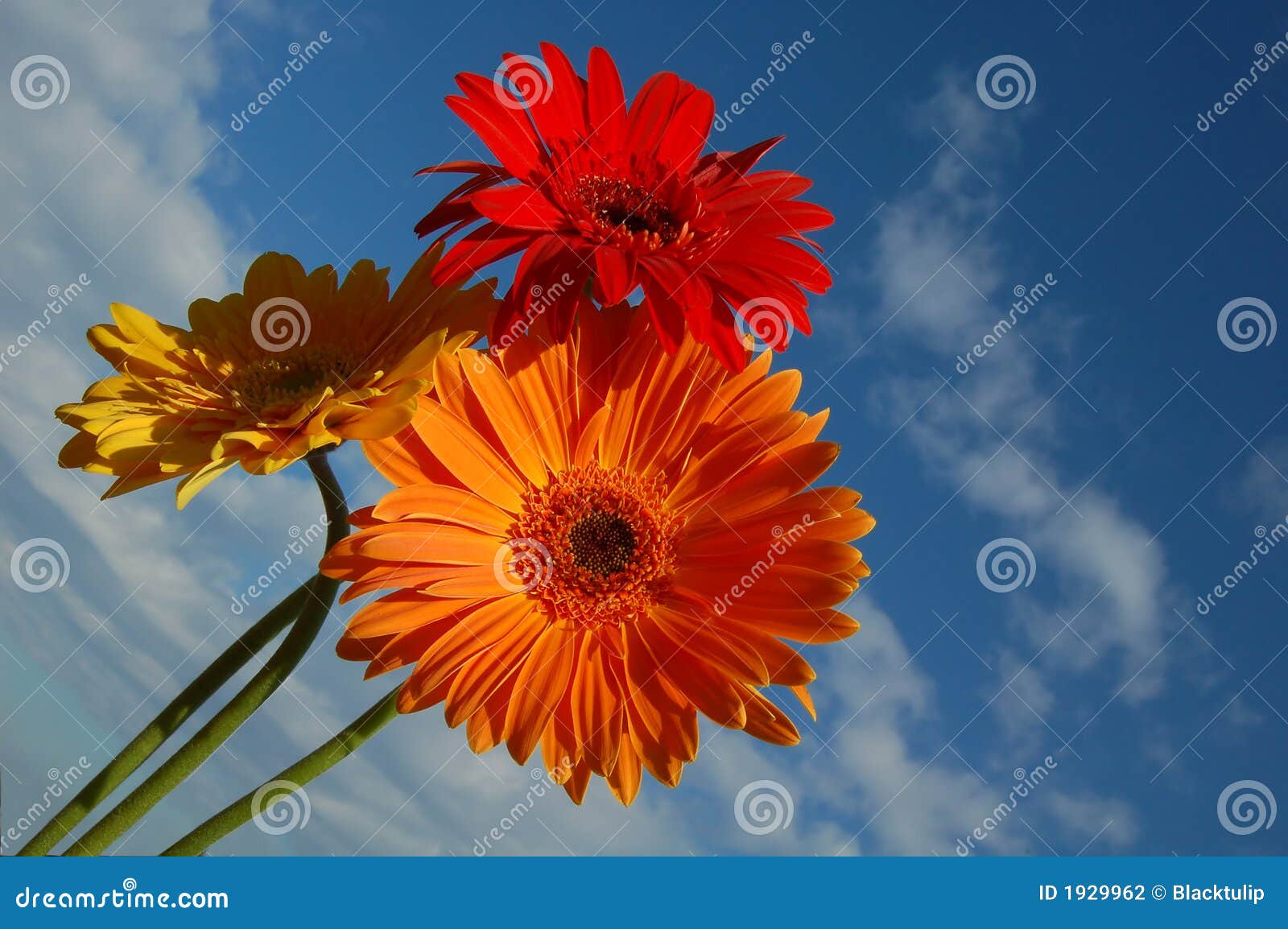 Three flowers stock photo. Image of yellow, gift, nature - 1929962