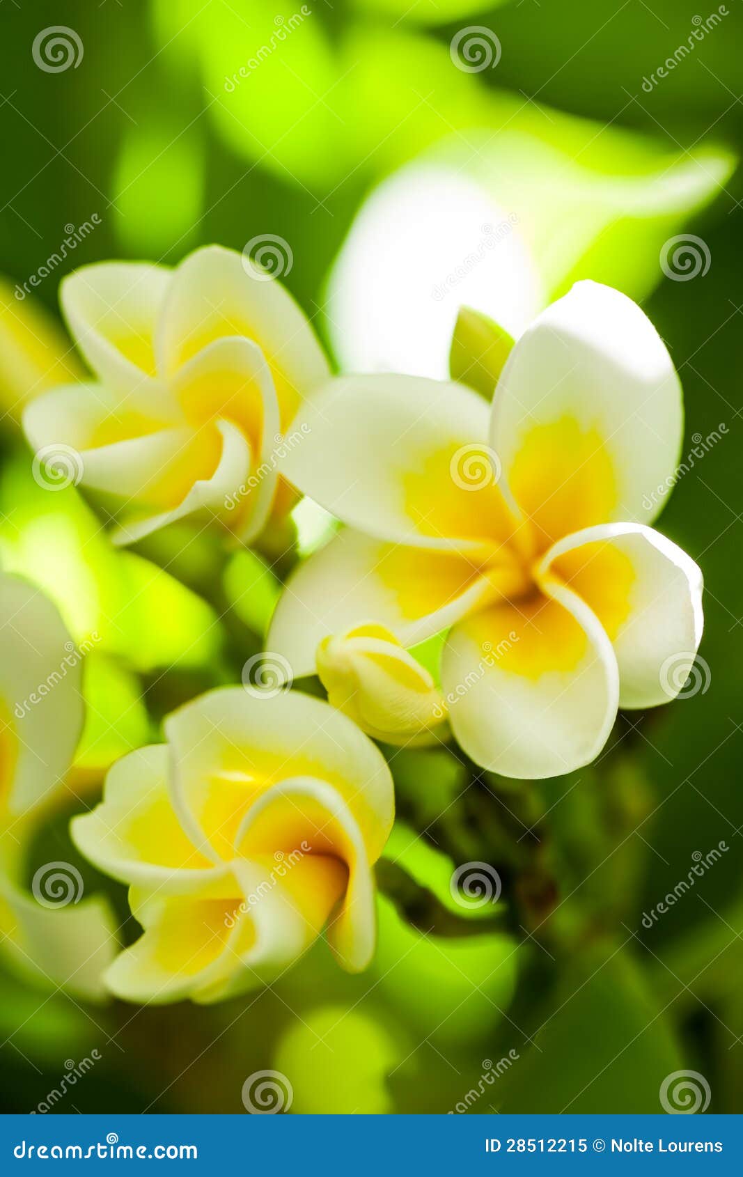 Three flowers stock image. Image of foliage, botany, floral - 28512215