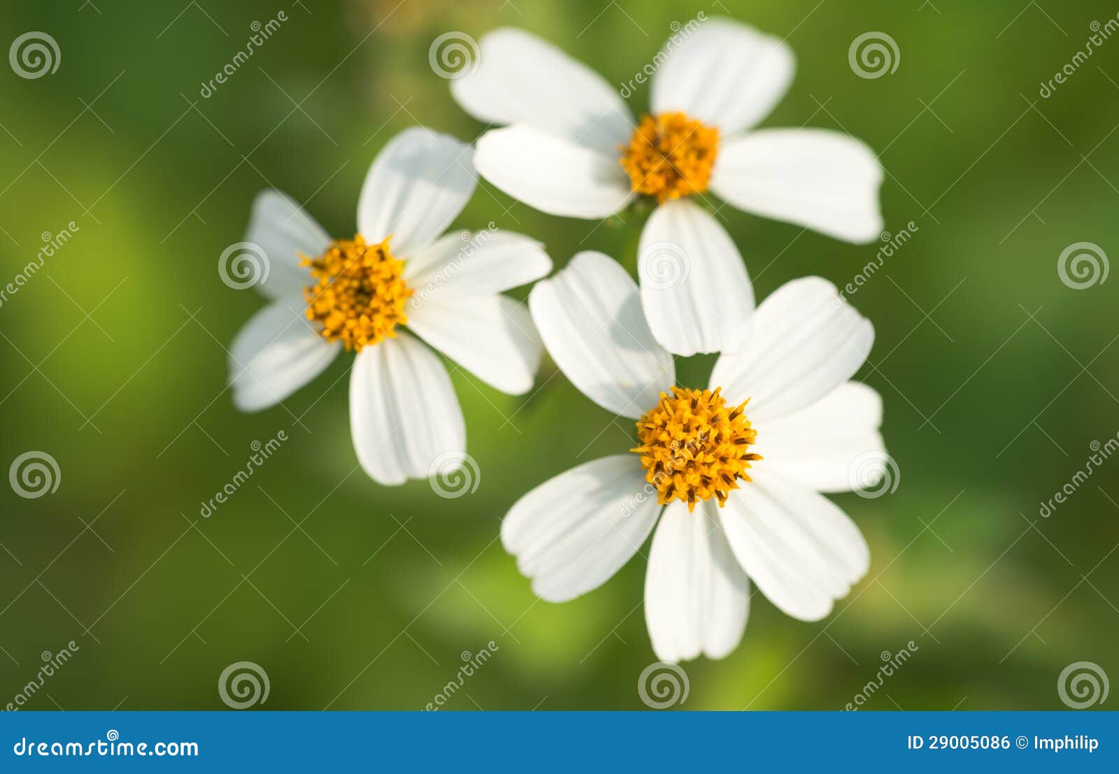 Three flowers stock photo. Image of holiday, leaf, flora - 29005086