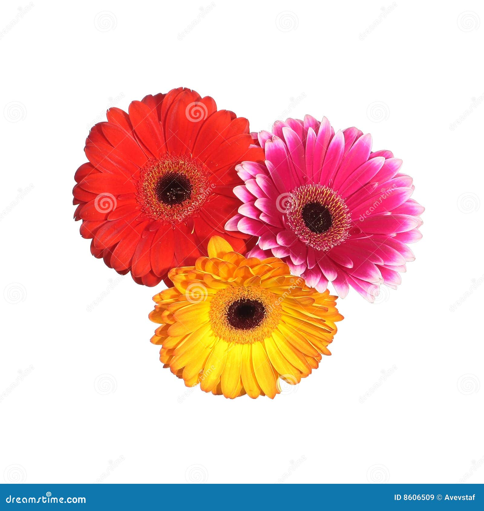 Three flowers stock image. Image of orange, flower, colour - 8606509