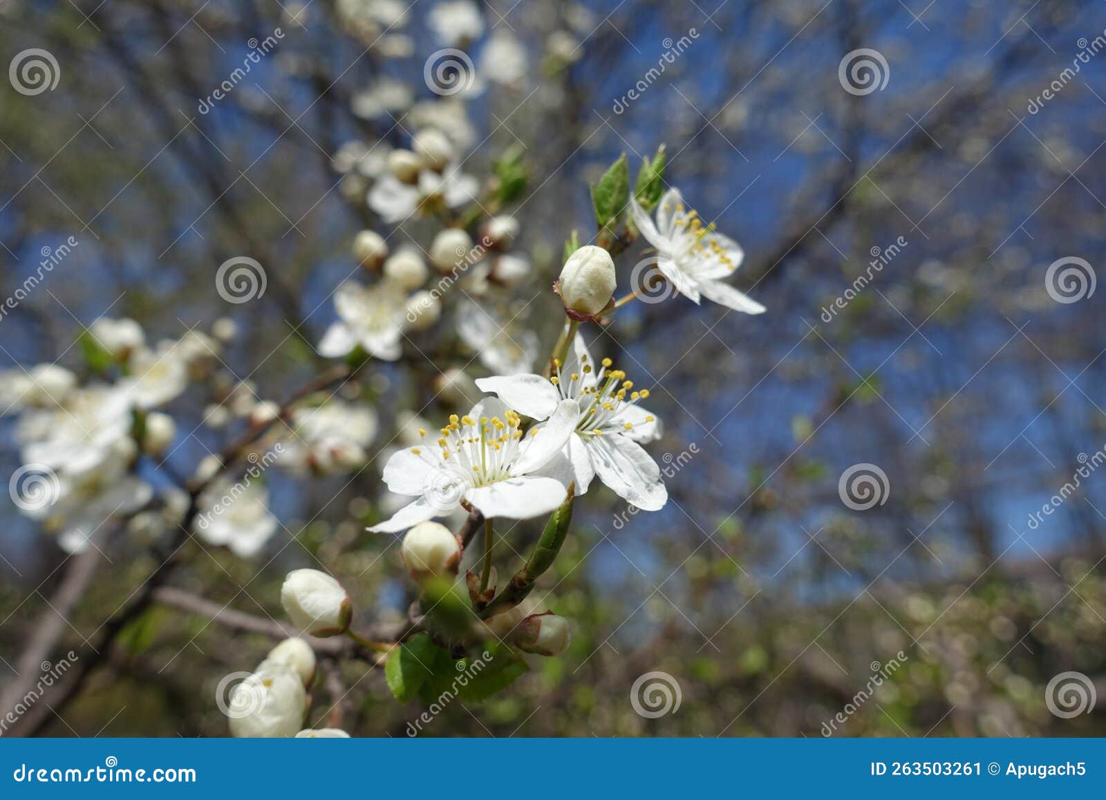 Three Flowers and Buds on Branch of Plum in April Stock Image - Image ...
