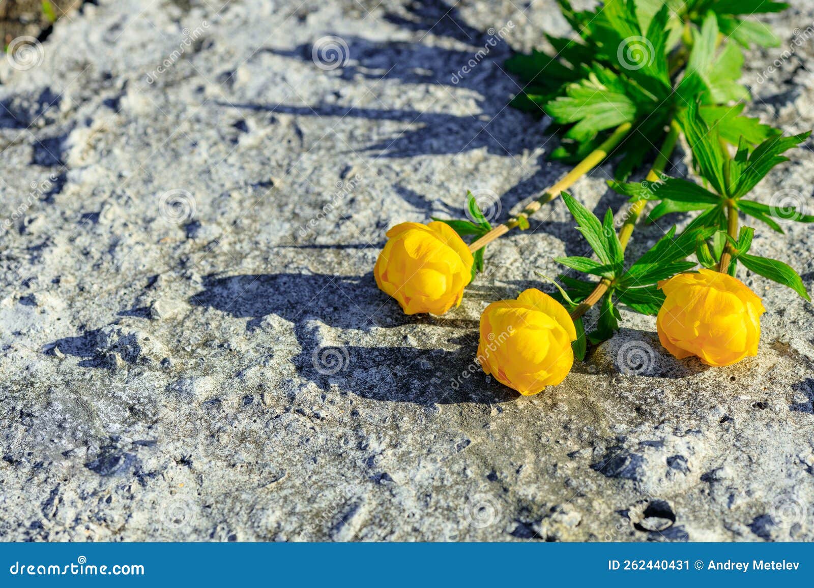 Three Flowers Cast Shadows on Concrete Surfaces Stock Image - Image of ...