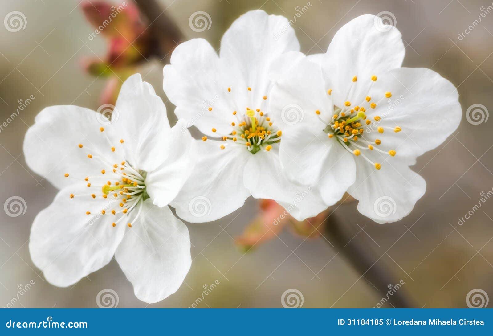 Three stock image. Image of delicat, nature, netherlands - 31184185