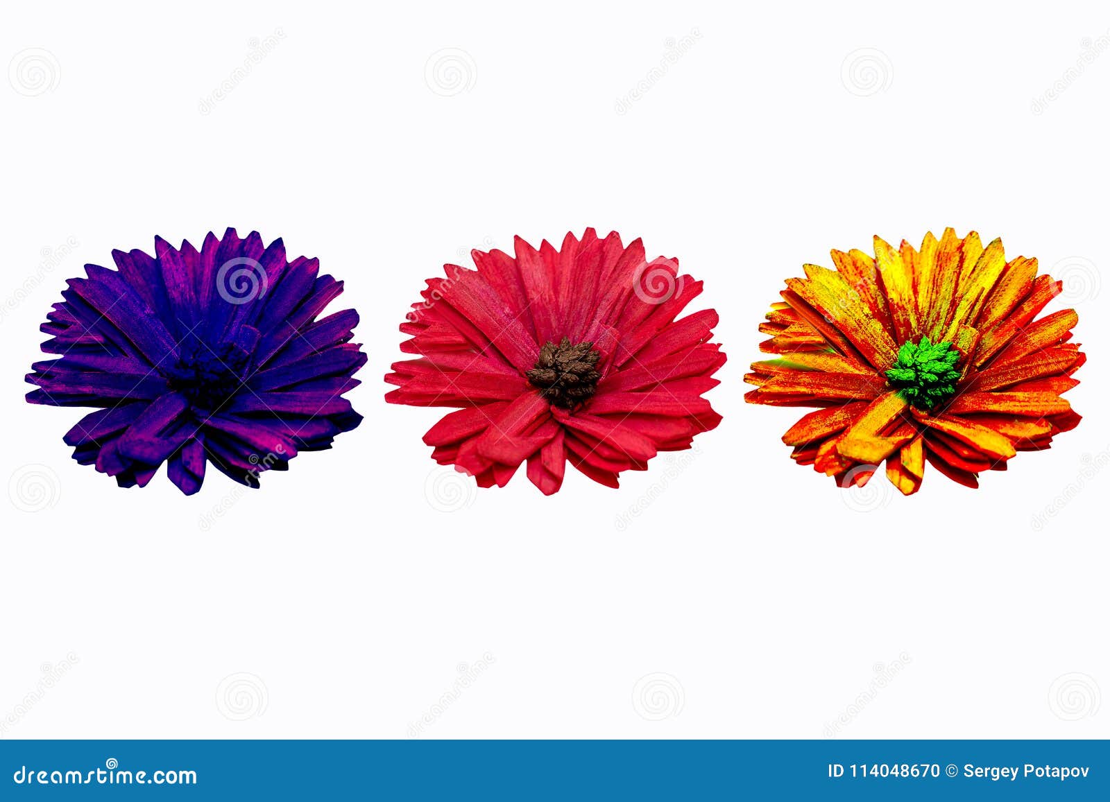 Three Flowers of Different Colors on White Background for Decoration ...