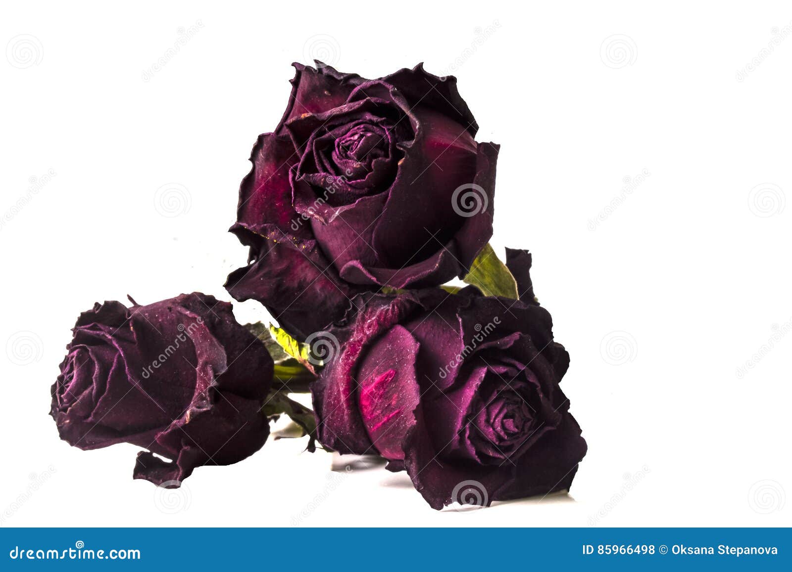 Three Flowers Dried Dark Red Rose Stock Photo - Image of plant ...