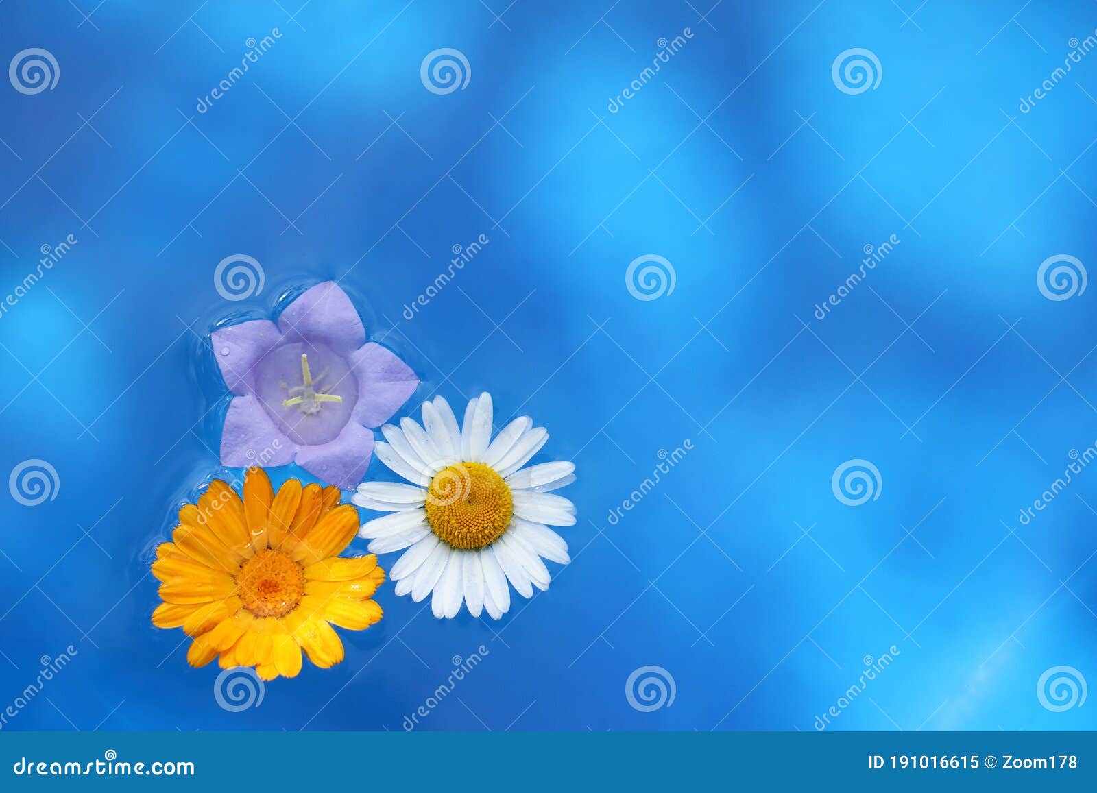Refreshing Flower Arrangement Stock Image - Image of blue, flora: 191016615