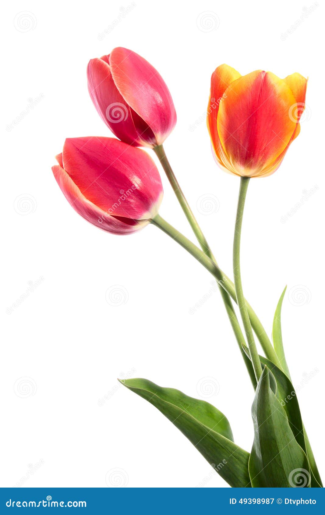 Three flowers stock image. Image of holiday, closed, design - 49398987