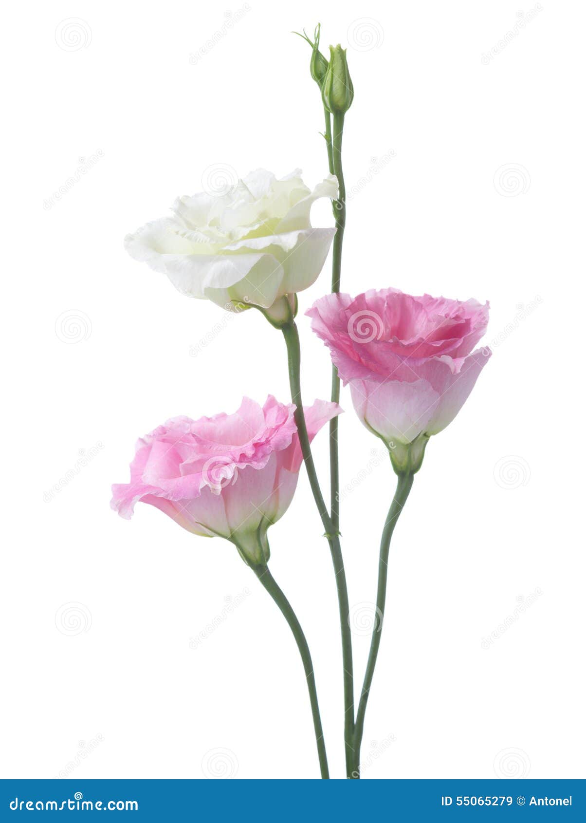 Three flowers stock image. Image of nature, beauty, botany - 55065279