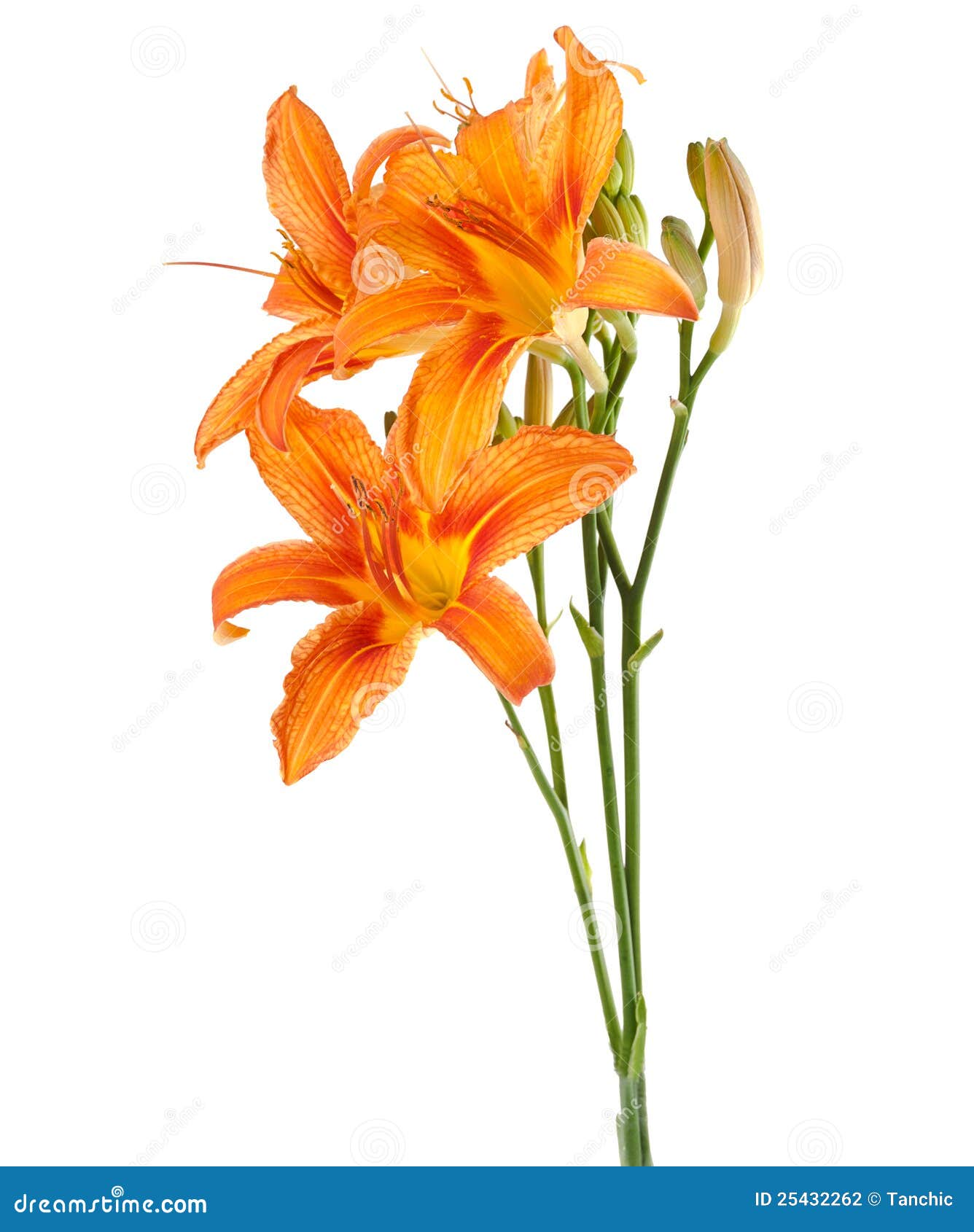 Three Flowers Lily Upright Stock Photos - Free & Royalty-Free Stock ...