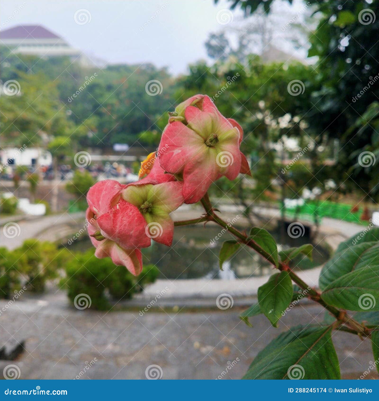 Three flowers on one stalk stock photo. Image of blossom - 288245174