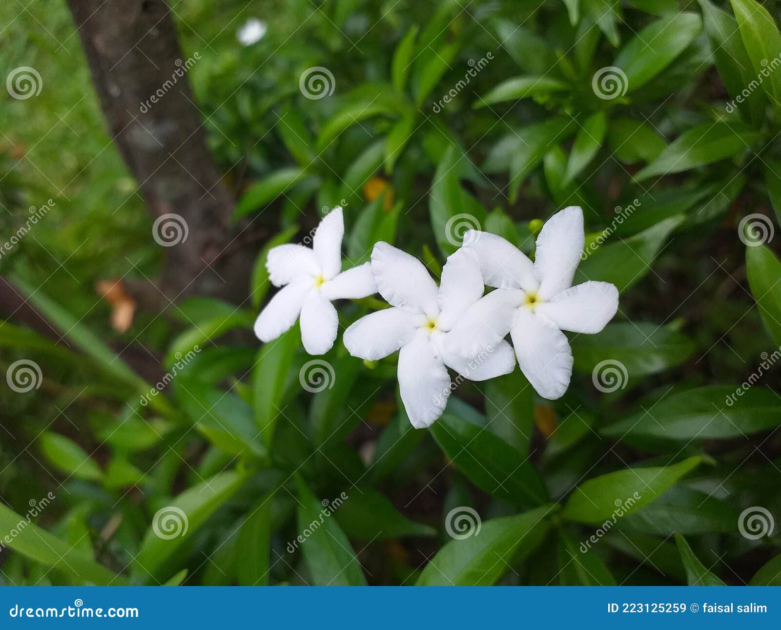 Three Flowers that are always Together Stock Image - Image of beautiful ...