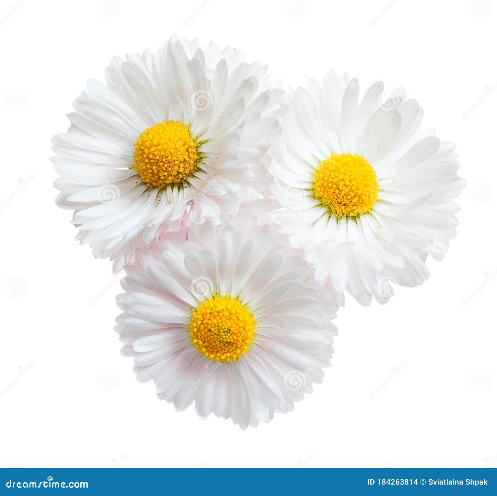 Three Flowers of White Daisy Isolated on a White Stock Photo - Image of ...