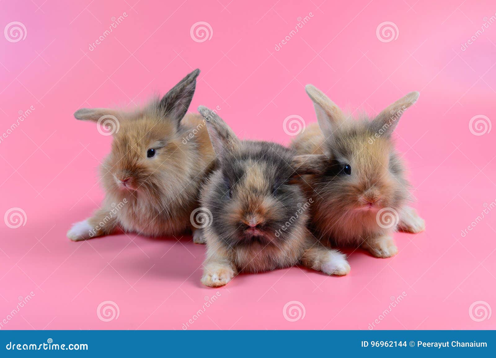 Three Fluffy Brown Bunny on Clean Pink Background Stock Photo - Image ...